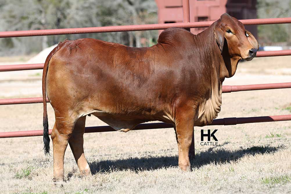 LOT 10 - HK MS. RAY 284/2