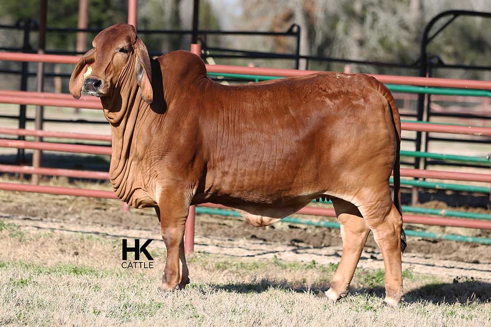LOT 17 - HK MS. JACK AMERICA 217/2